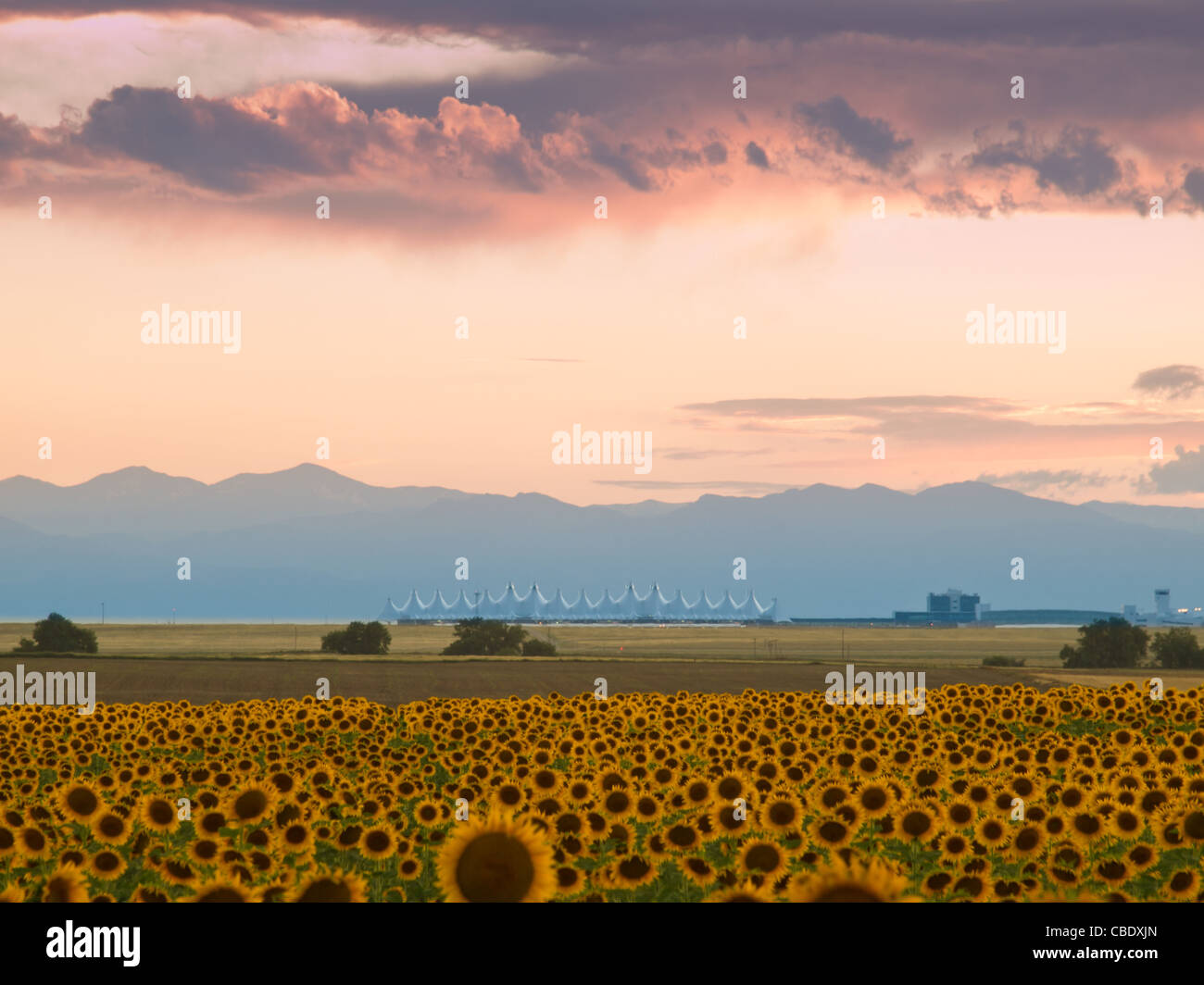 Sunflower field with Denver International Airport in the background ...