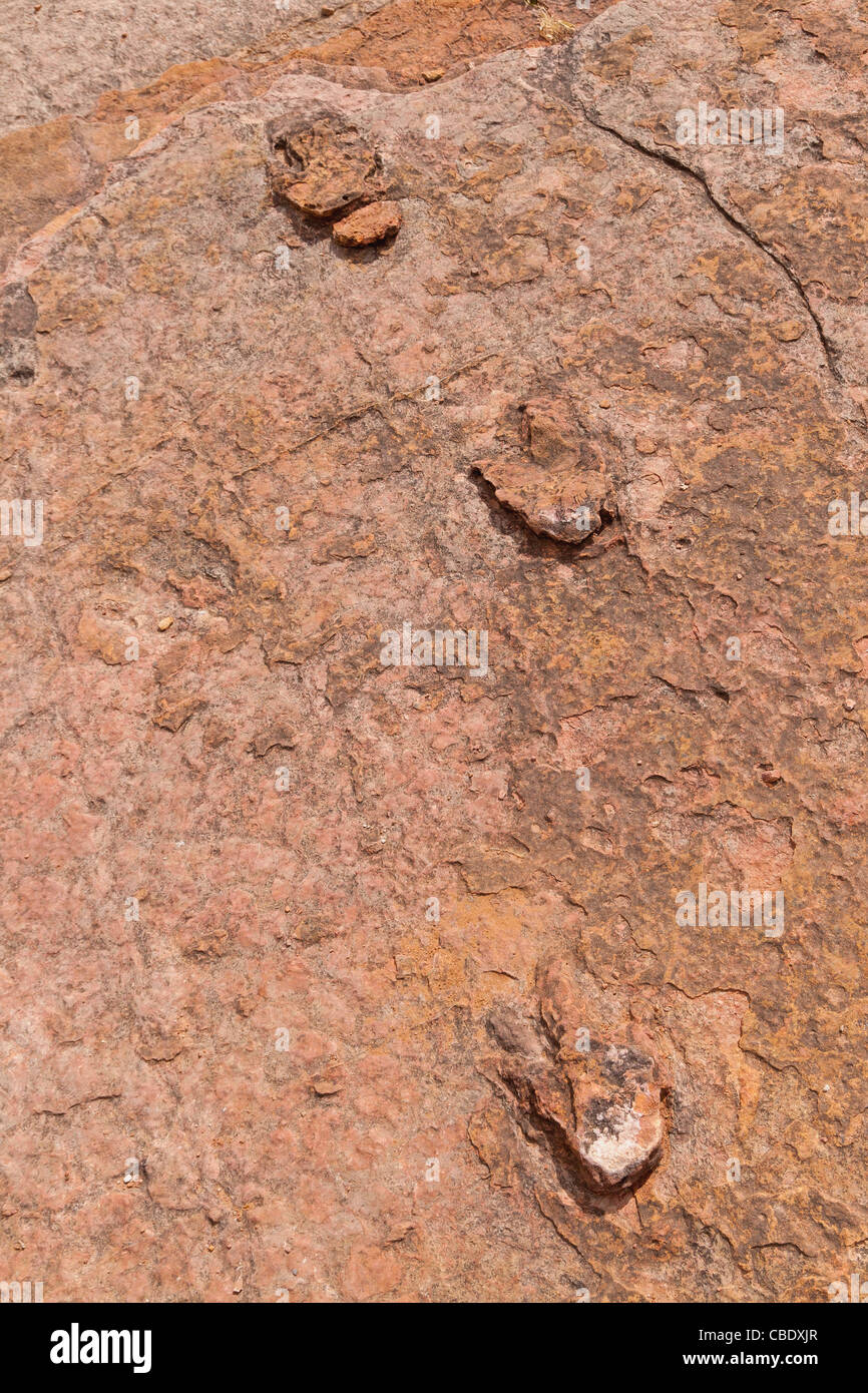 Fossilized dinosaur tracks in Torotoro national park in Bolivia ...