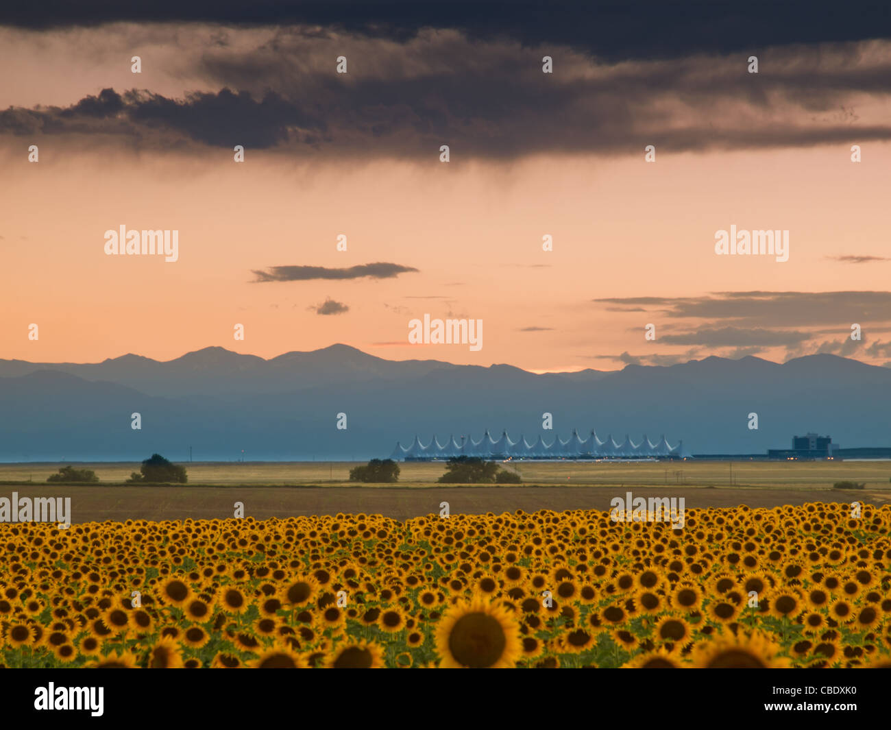 Sunflower field with Denver International Airport in the background ...