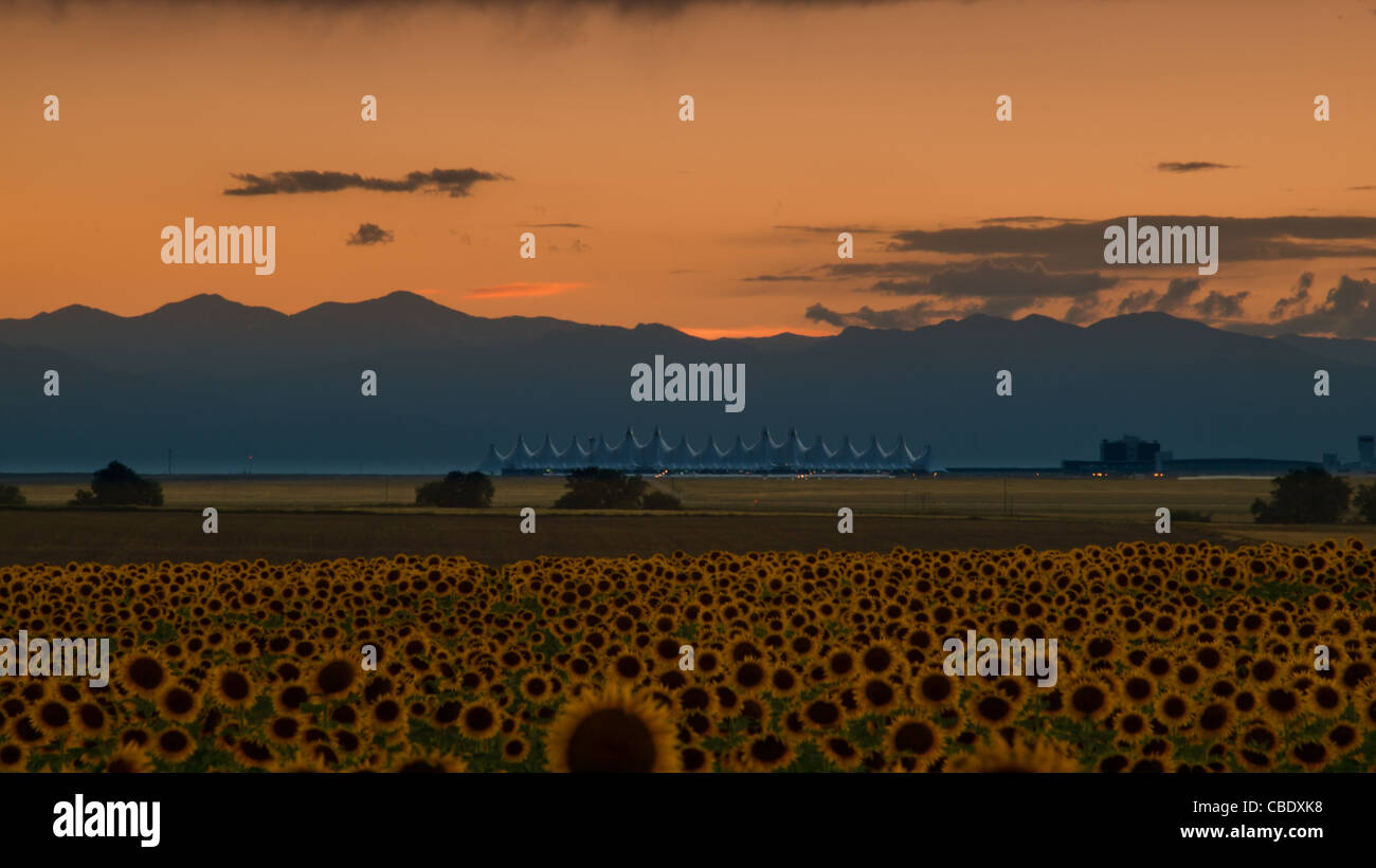 Sunflower field with Denver International Airport in the background ...
