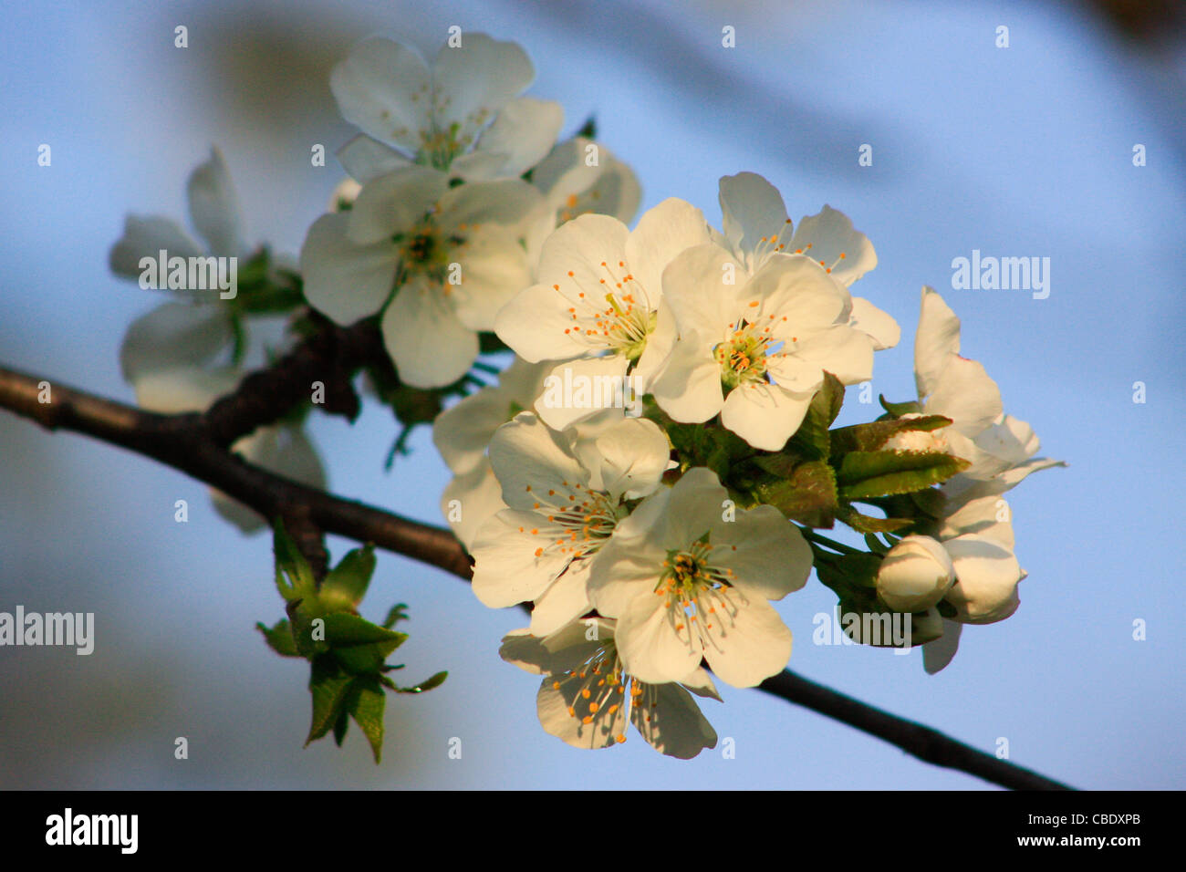 blossom, blue, branch, bud, day, flora, flower, green, leaf, life, low ...