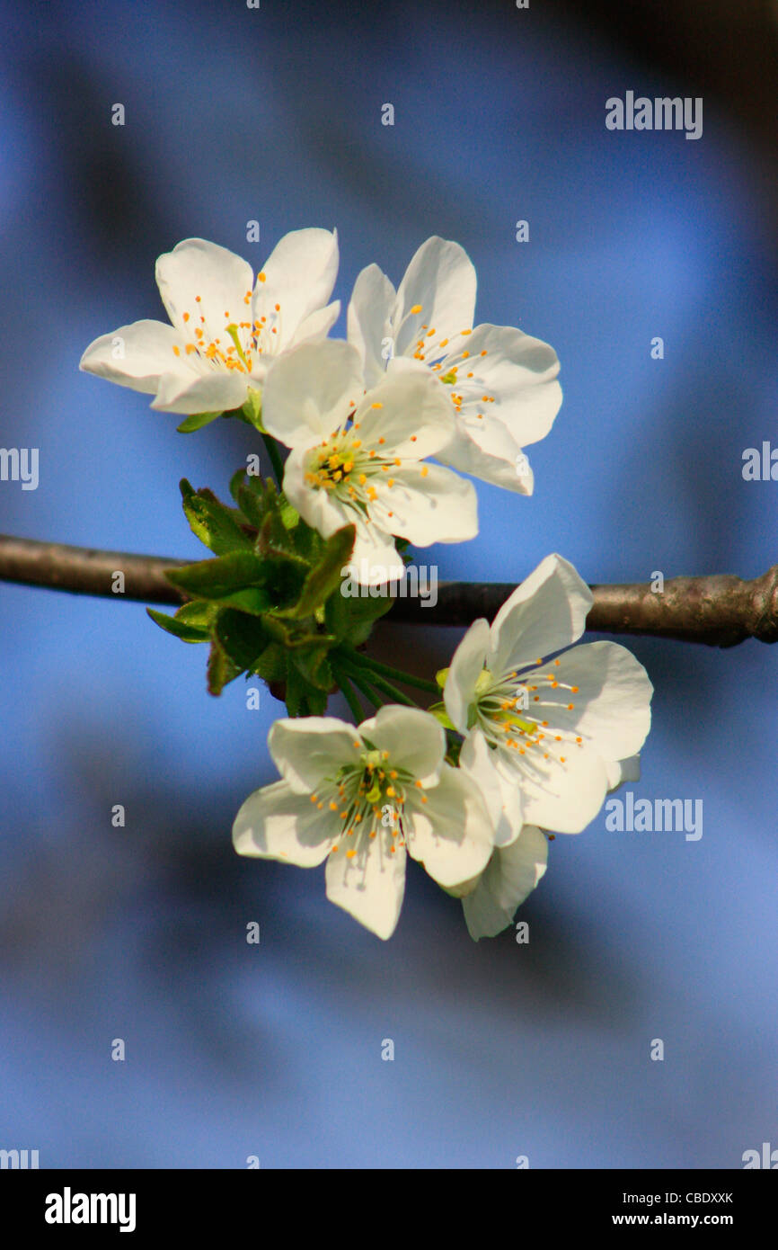 blossom, blue, branch, bud, day, flora, flower, green, leaf, life, low ...