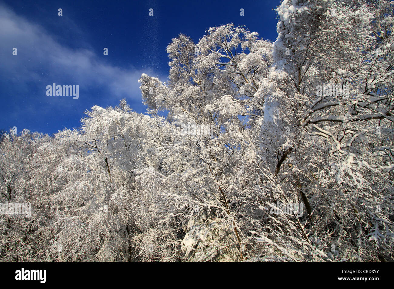 Trees in Snow on Ashdown Forest, Sussex, UK Stock Photo - Alamy