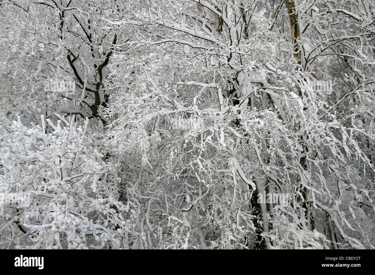 Ashdown forest snow hi-res stock photography and images - Alamy