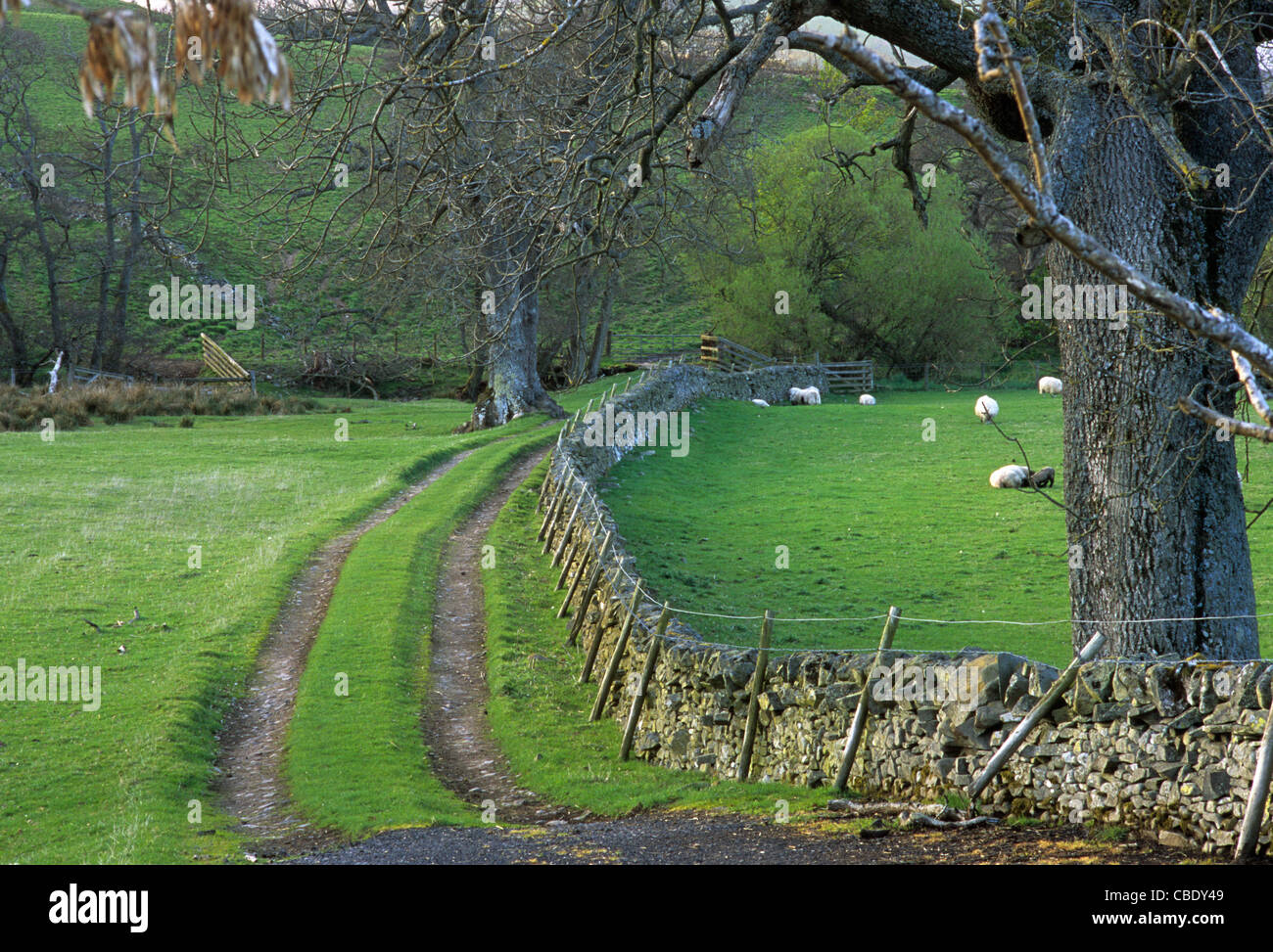 A farm lane passes through sheep-grazed meadows along a dry-laid stone ...