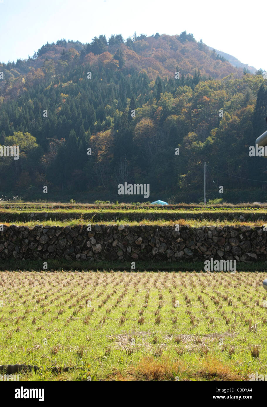 Rice field japan hi-res stock photography and images - Alamy