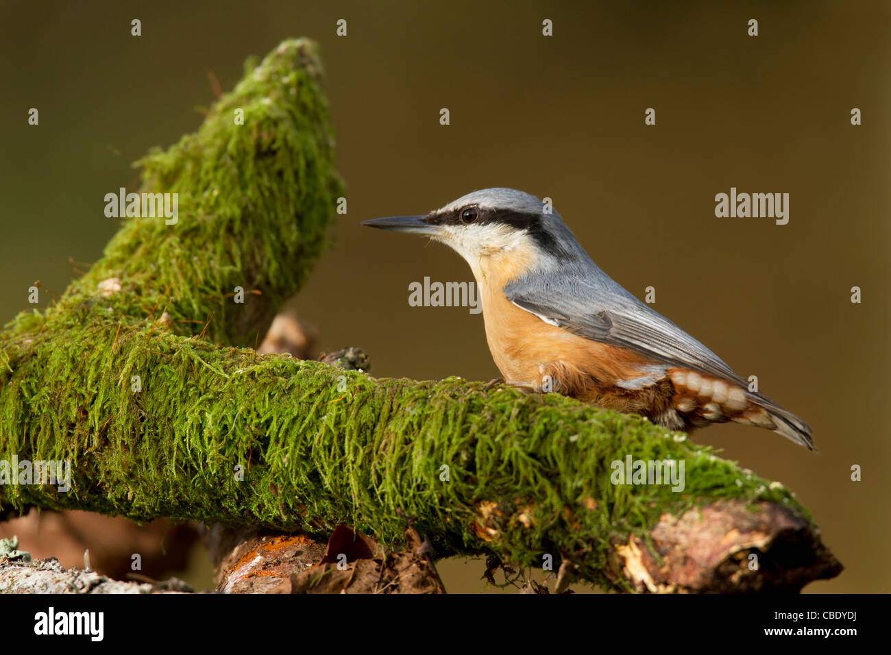 British nuthatch hi-res stock photography and images - Alamy