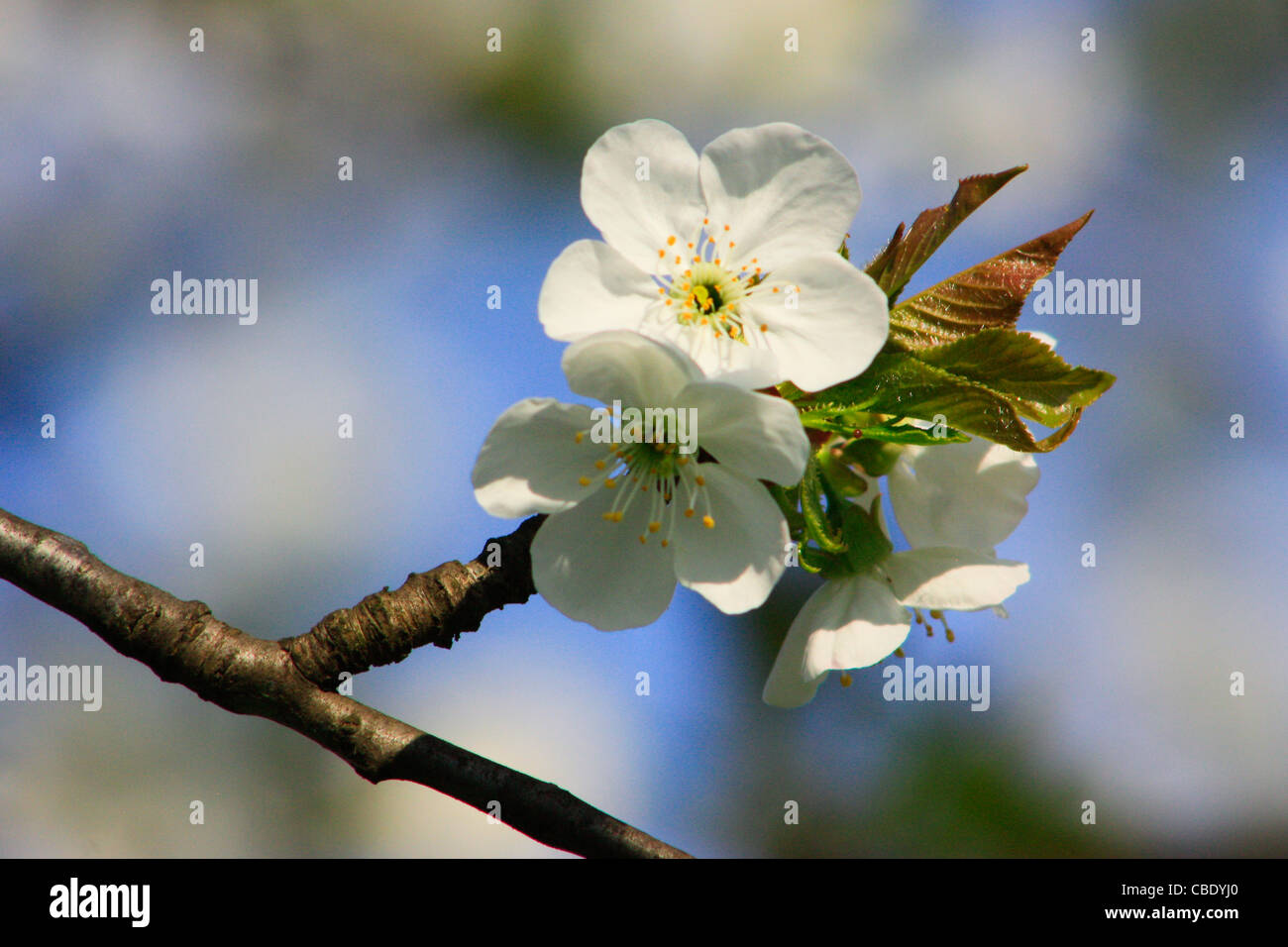blossom, blue, branch, bud, day, flora, flower, green, leaf, life, low ...