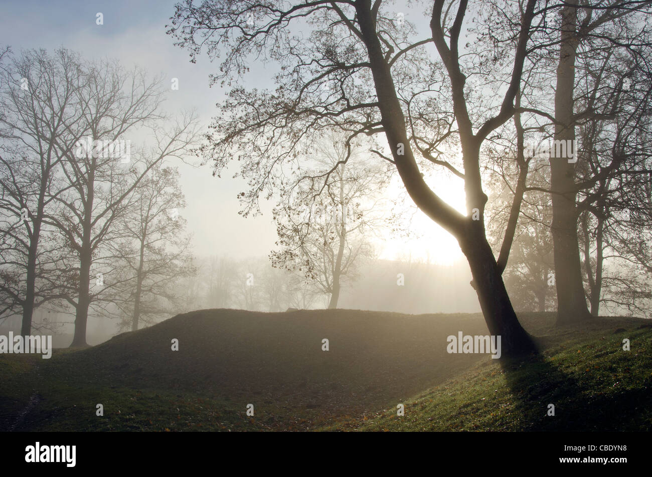 Beauty of lime trees hi-res stock photography and images - Alamy