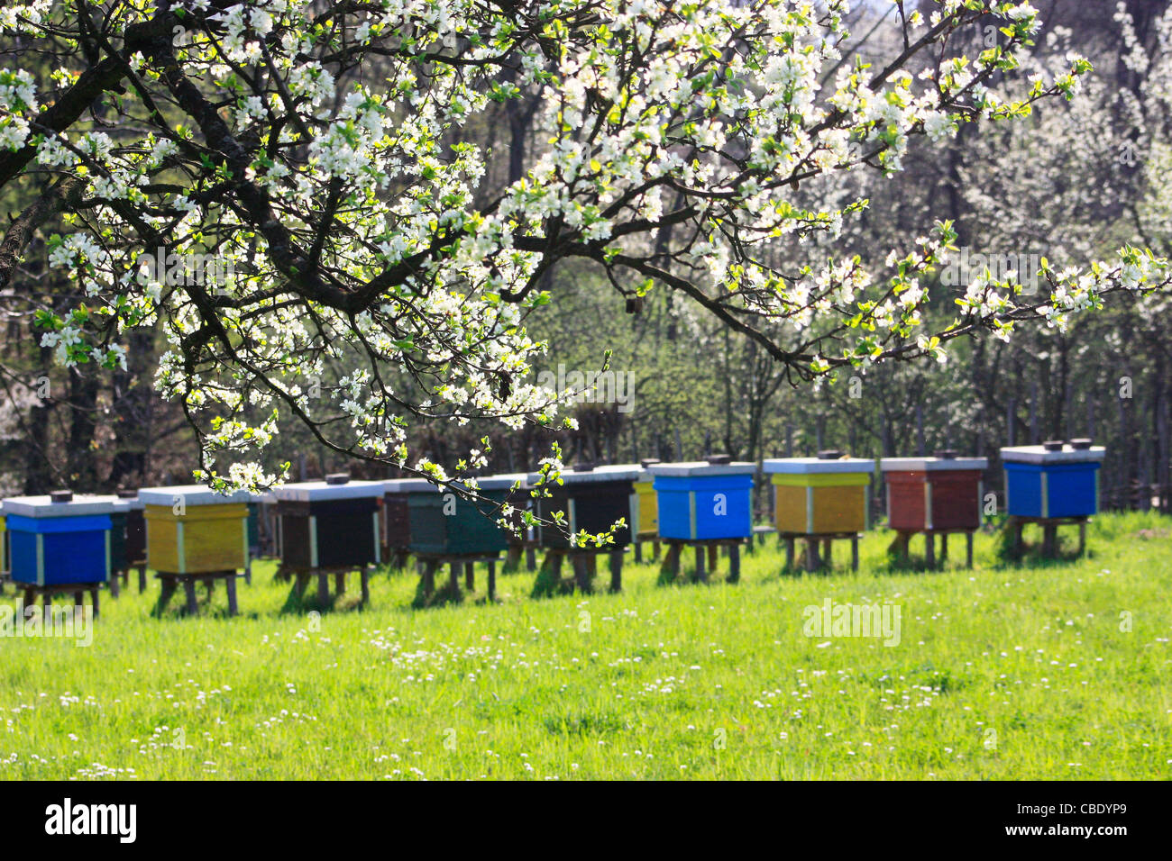 blossom, blue, branch, bud, day, flora, flower, green, leaf, life, low ...