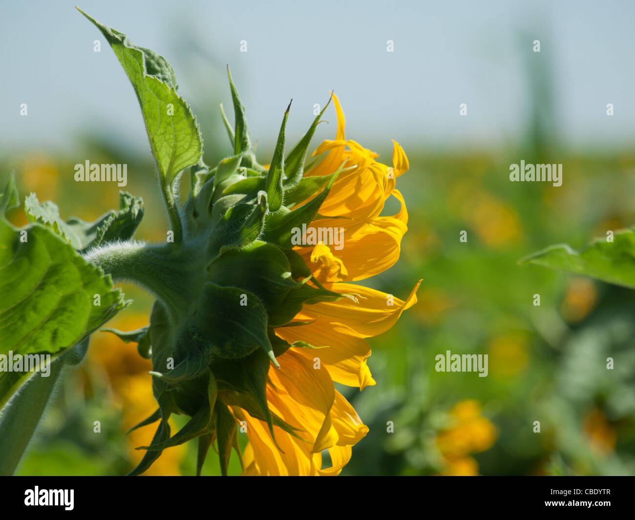 Close up of sunflower in bloom Stock Photo - Alamy