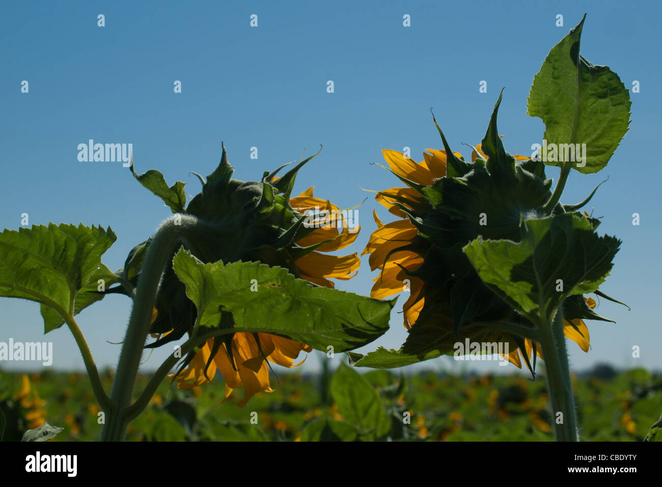Close up of sunflower in bloom Stock Photo - Alamy