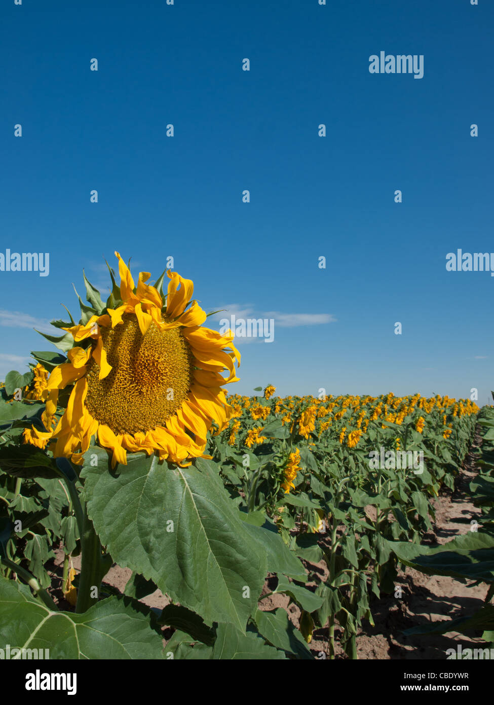 Sunflower field in Colorado Stock Photo - Alamy