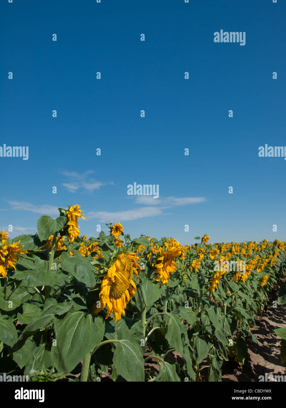 Sunflower field in Colorado Stock Photo - Alamy