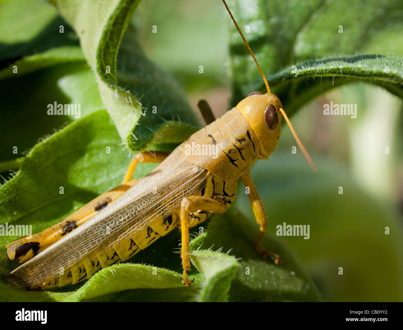 Green grashopper sitting on a plant Stock Photo - Alamy