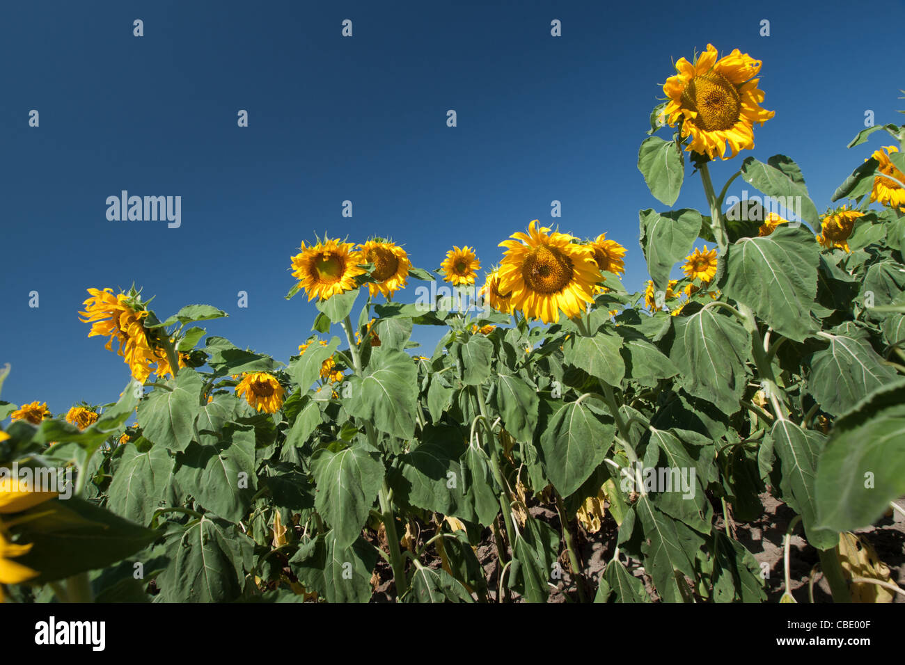 Sunflower field in Colorado Stock Photo - Alamy