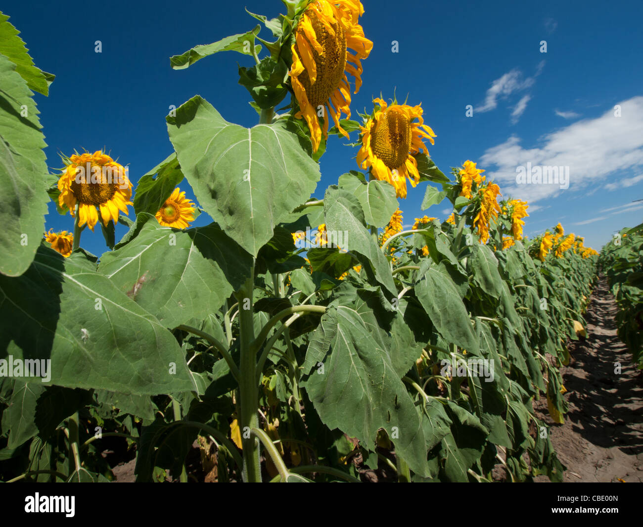 Sunflower field in Colorado Stock Photo - Alamy