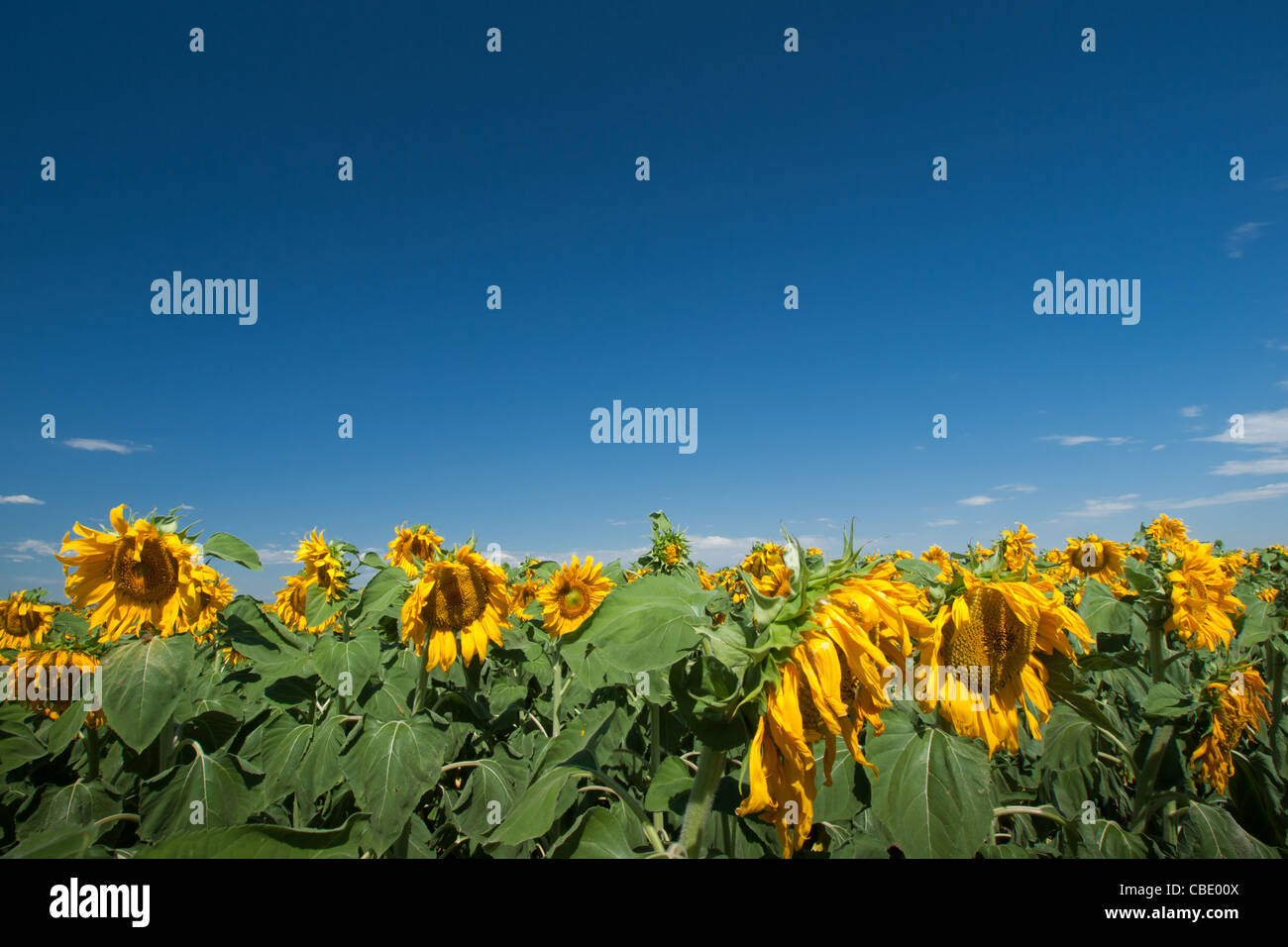 Sunflower field in Colorado Stock Photo - Alamy