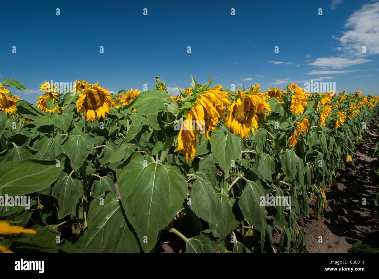 Sunflower field in Colorado Stock Photo - Alamy