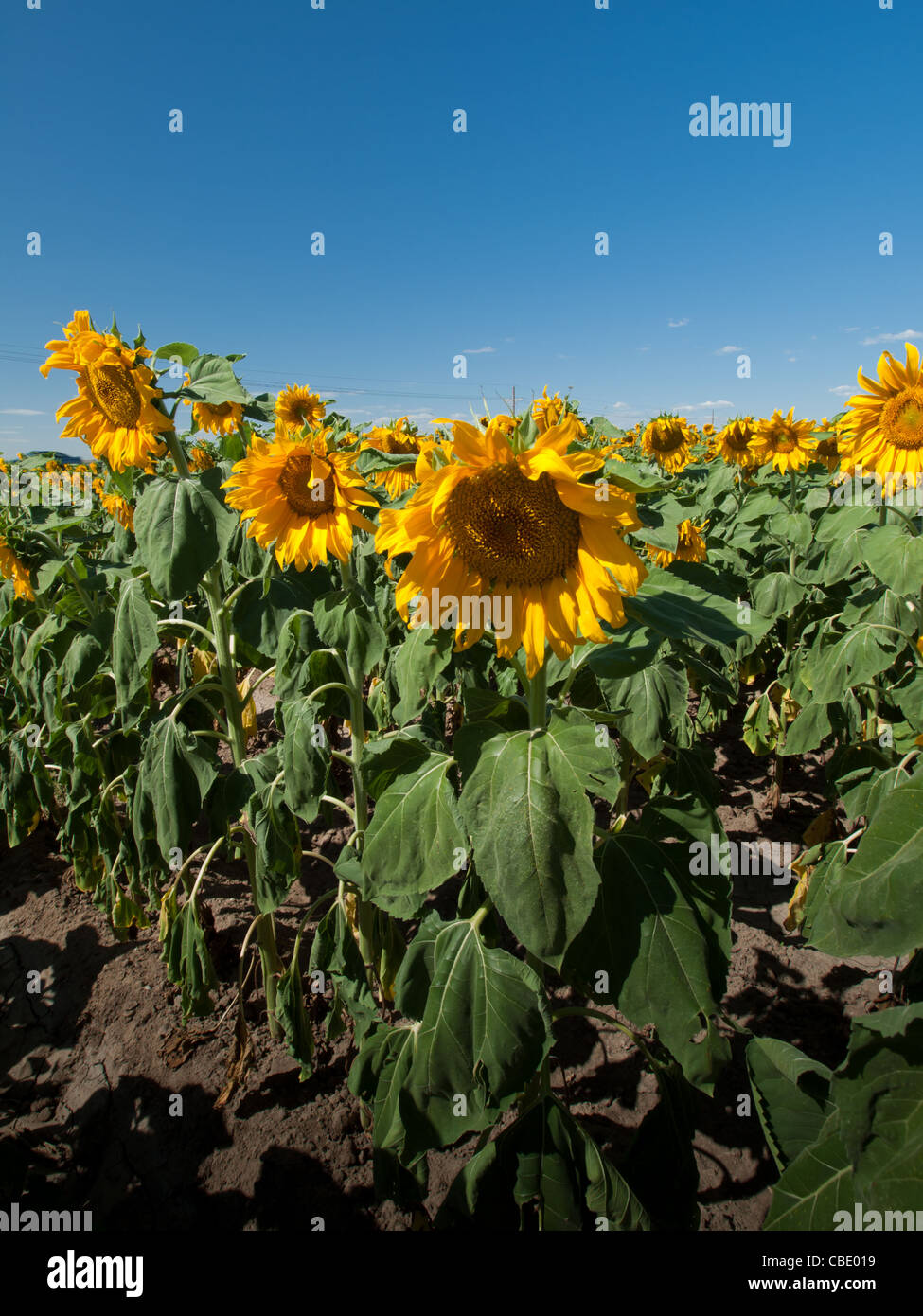 Sunflower field in Colorado Stock Photo - Alamy