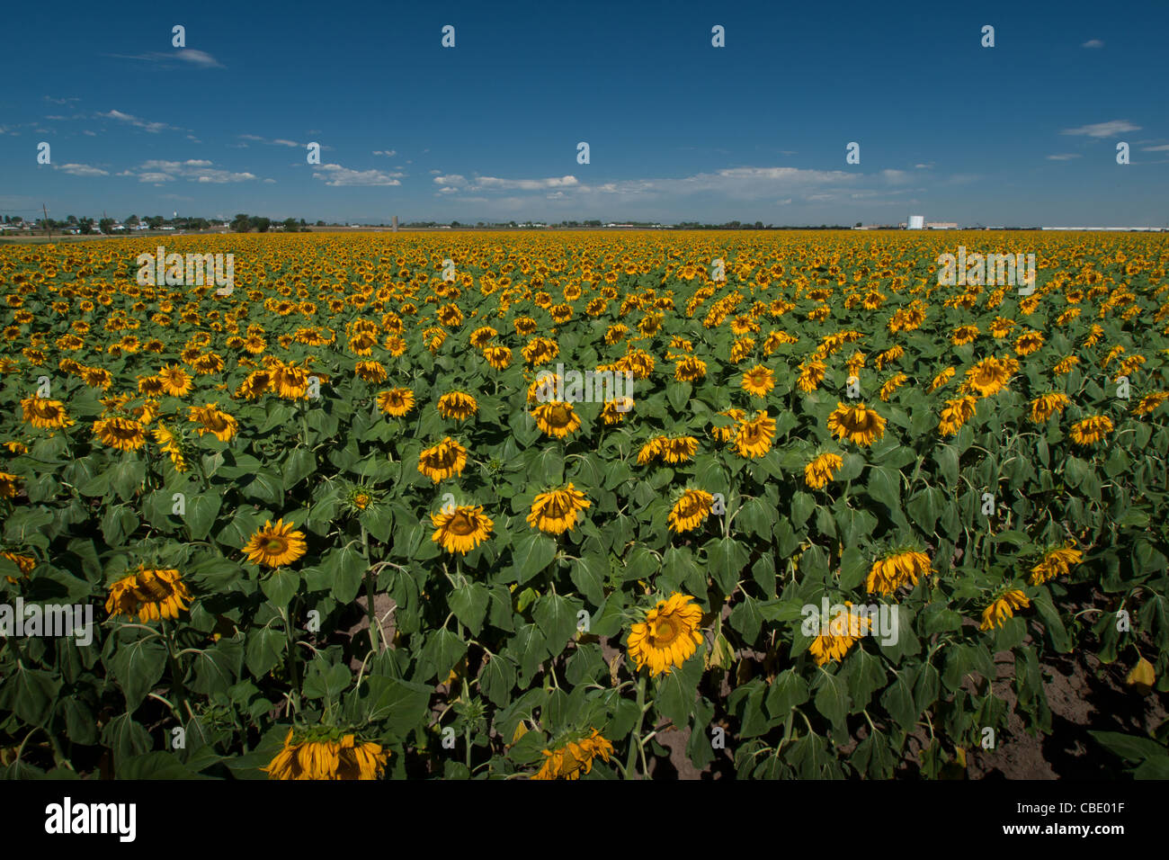Sunflower field in Colorado Stock Photo - Alamy