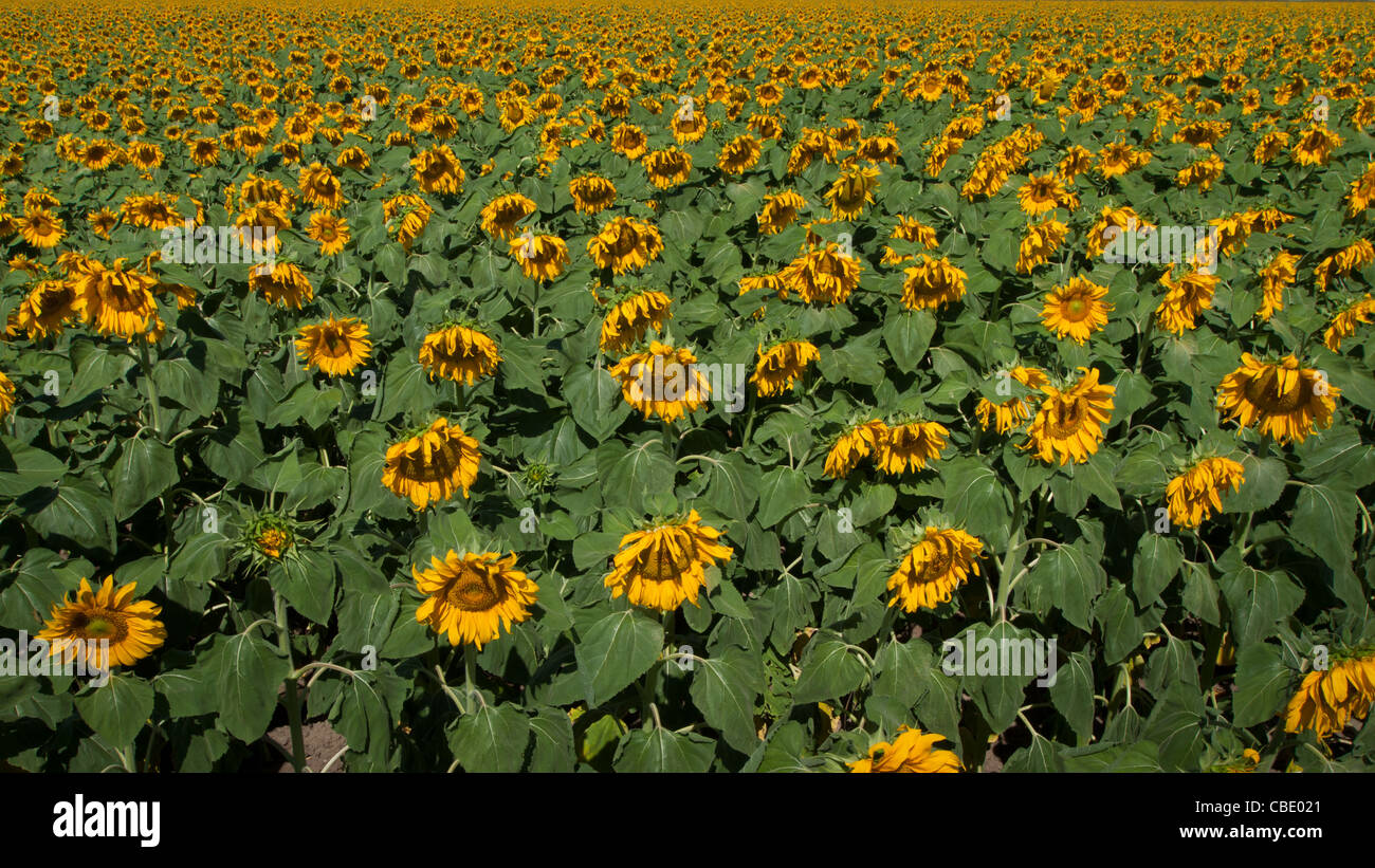 Sunflower field in Colorado Stock Photo - Alamy