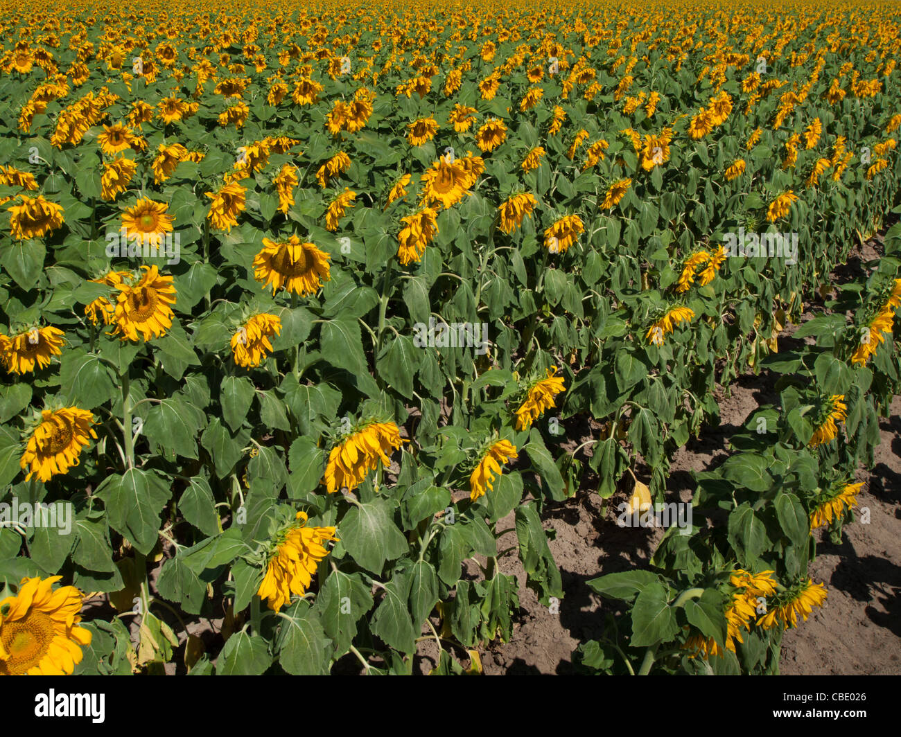 Sunflower field in Colorado Stock Photo - Alamy