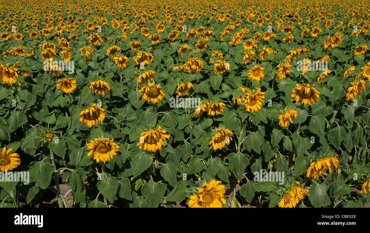 Sunflower field in Colorado Stock Photo - Alamy