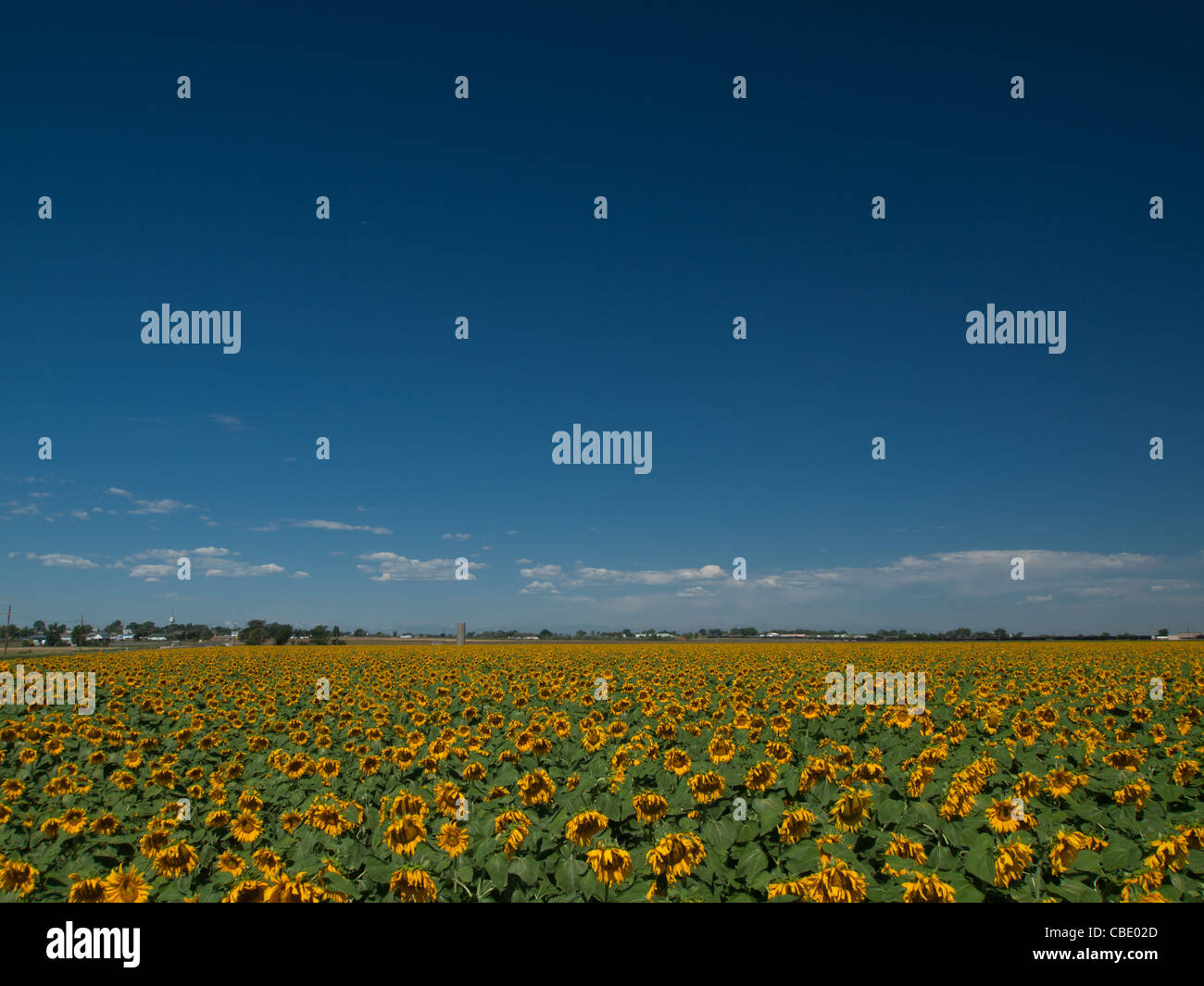 Sunflower field in Colorado Stock Photo - Alamy