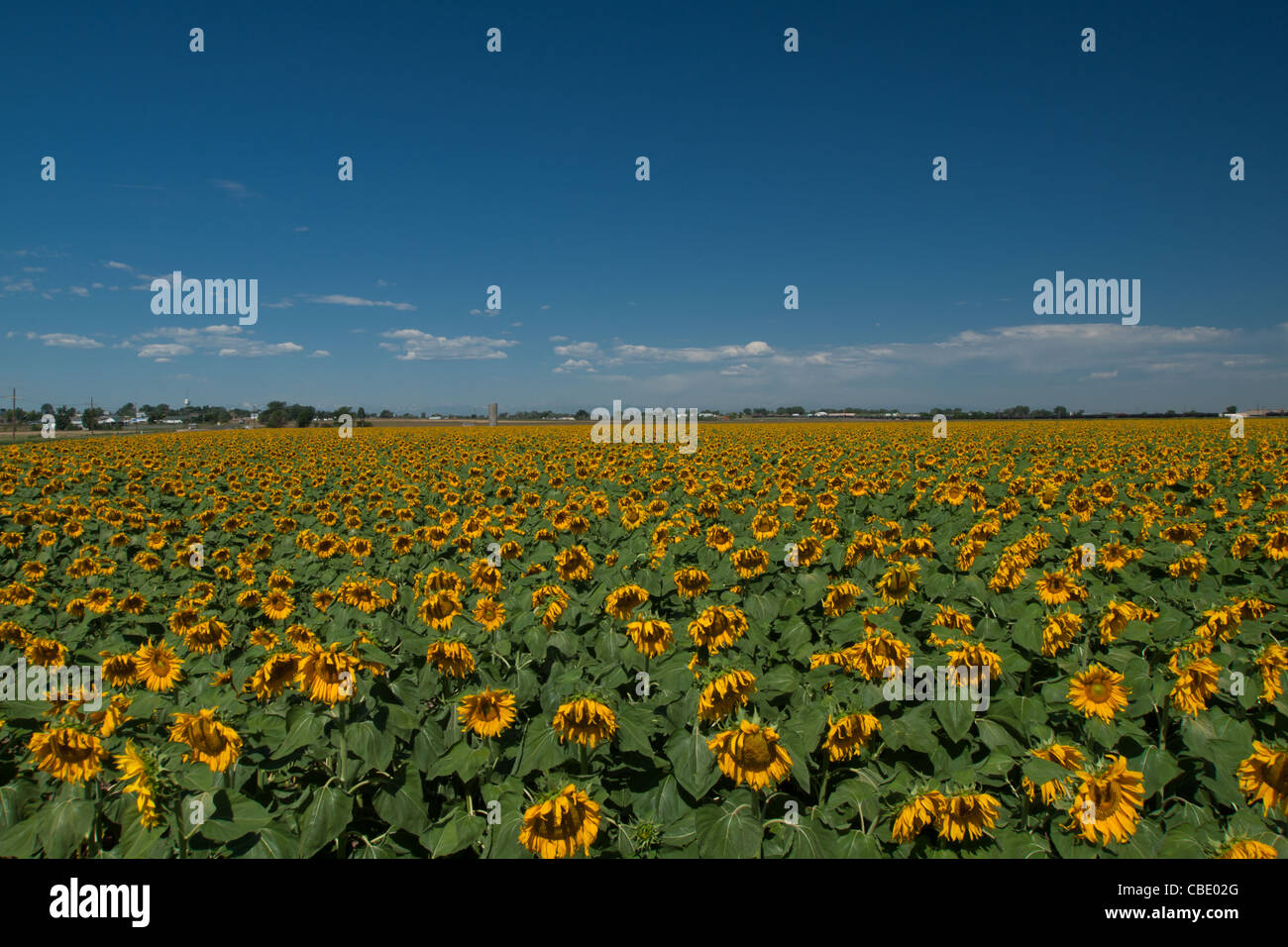 Sunflower field in Colorado Stock Photo - Alamy