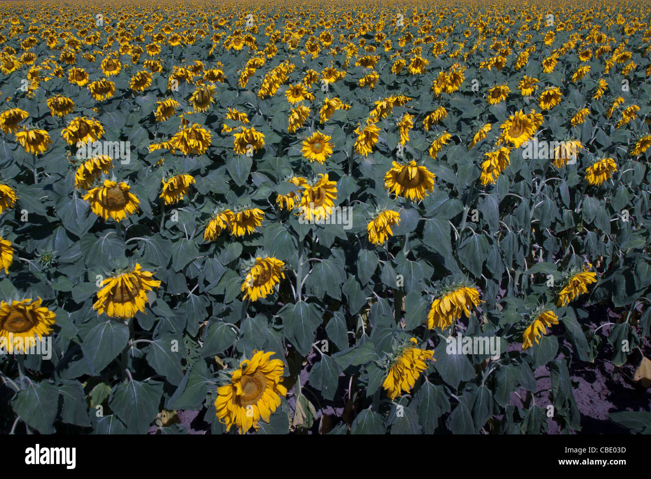 Sunflower field in Colorado Stock Photo - Alamy