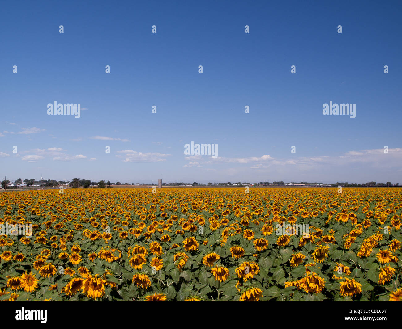 Sunflower field in Colorado Stock Photo - Alamy