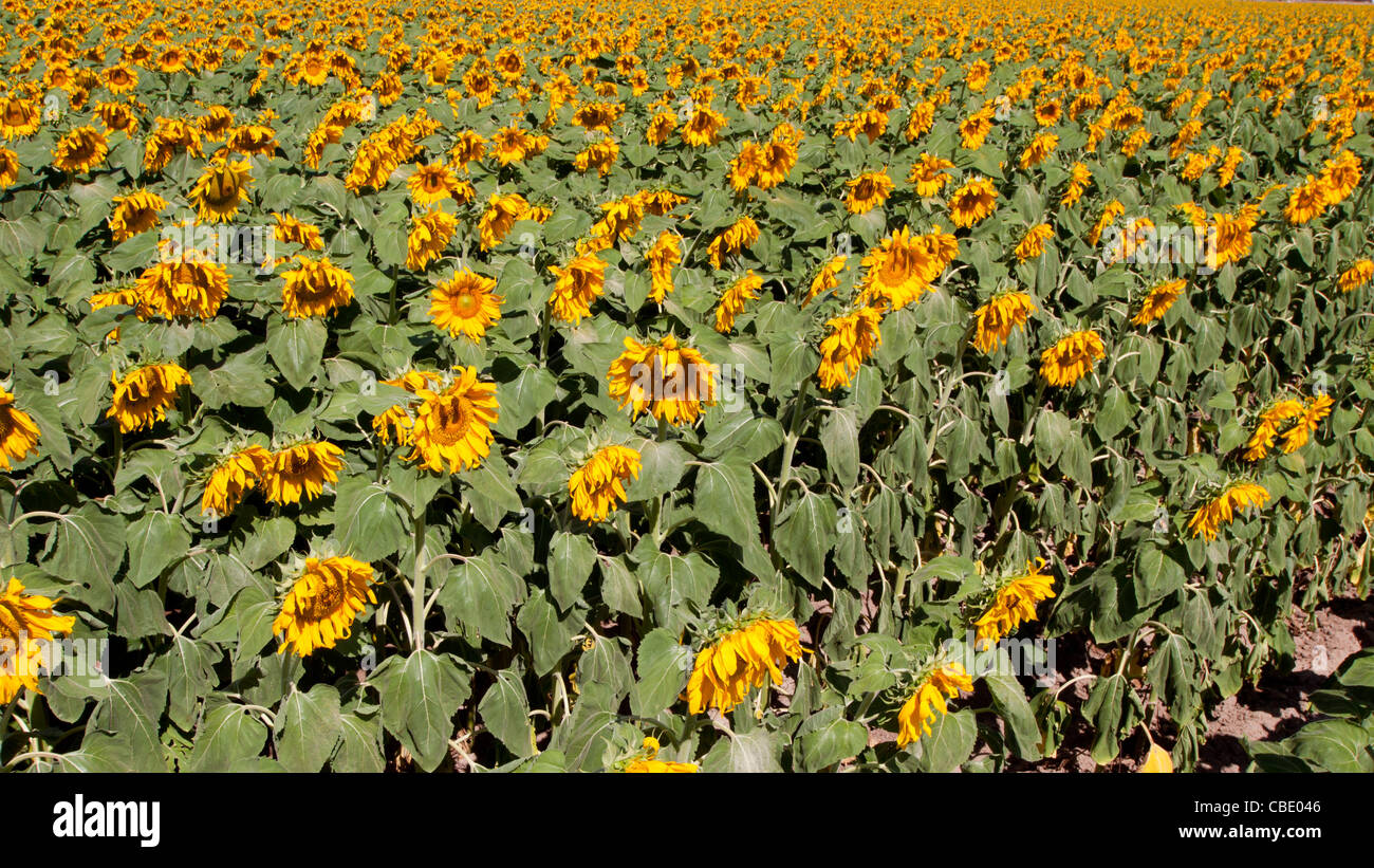 Sunflower field in Colorado Stock Photo - Alamy