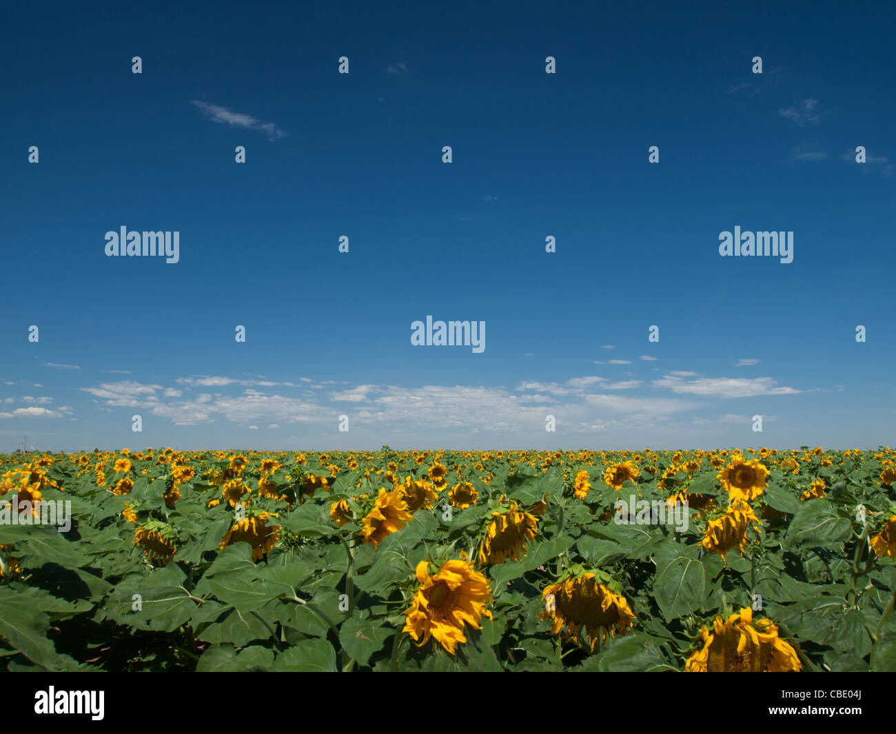 Sunflower field in Colorado Stock Photo - Alamy