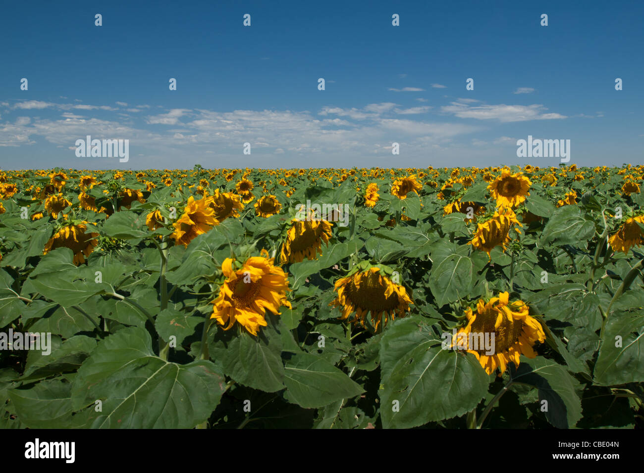Sunflower field in Colorado Stock Photo - Alamy