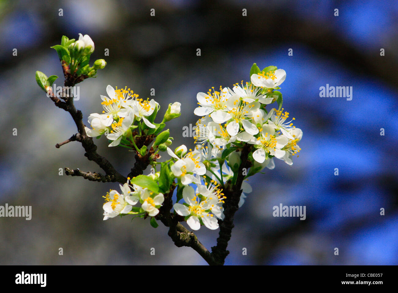 blossom, blue, branch, bud, day, flora, flower, green, leaf, life, low ...