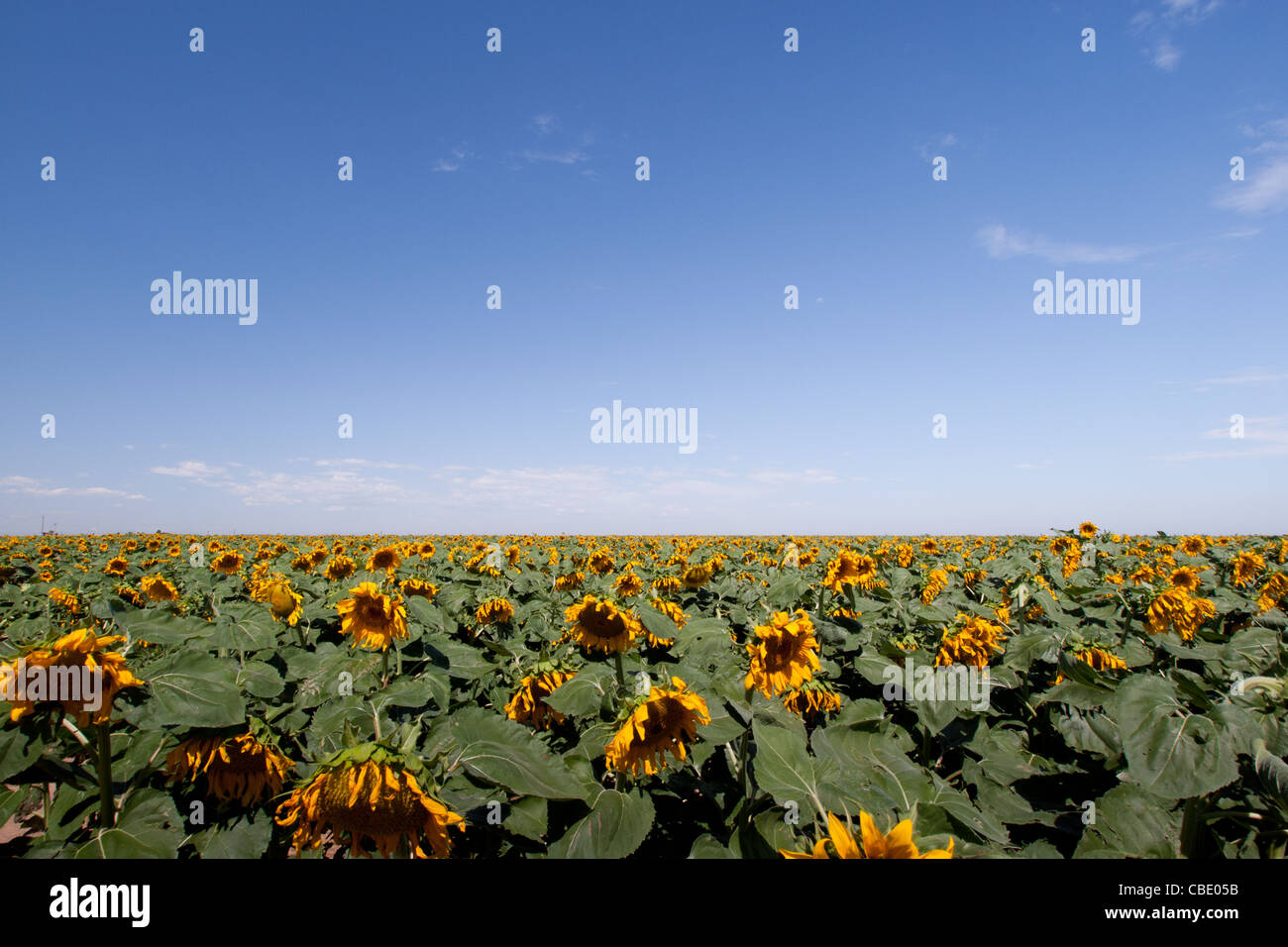 Sunflower field in Colorado Stock Photo - Alamy