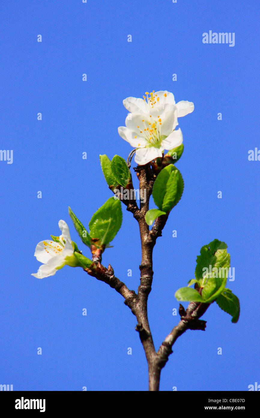 blossom, blue, branch, bud, day, flora, flower, green, leaf, life, low ...