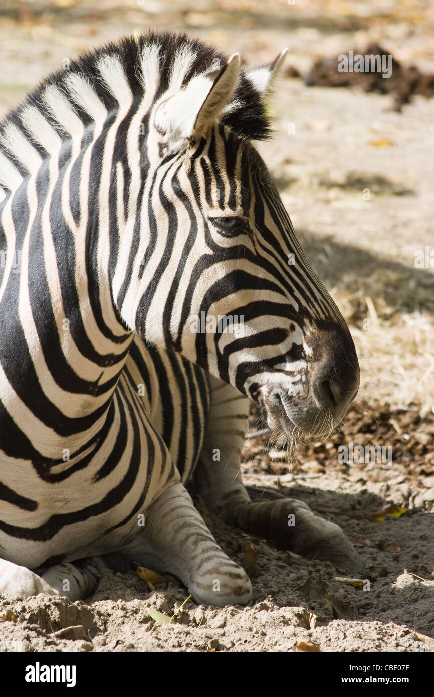 Equus quagga quagga hi-res stock photography and images - Alamy