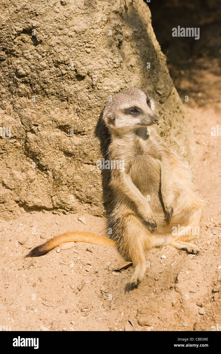 Dirty Meerkat High Resolution Stock Photography and Images - Alamy