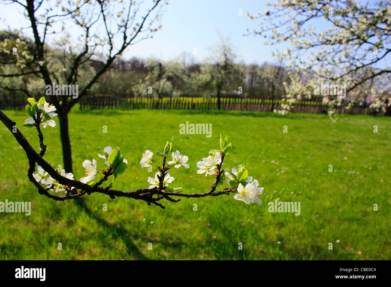 blossom, blue, branch, bud, day, flora, flower, green, leaf, life, low ...