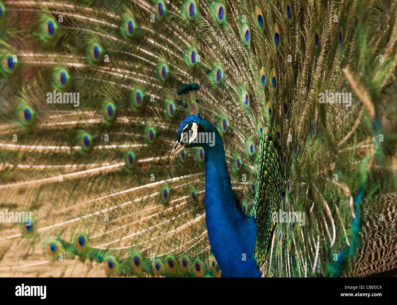 Peacock shaped hi-res stock photography and images - Alamy