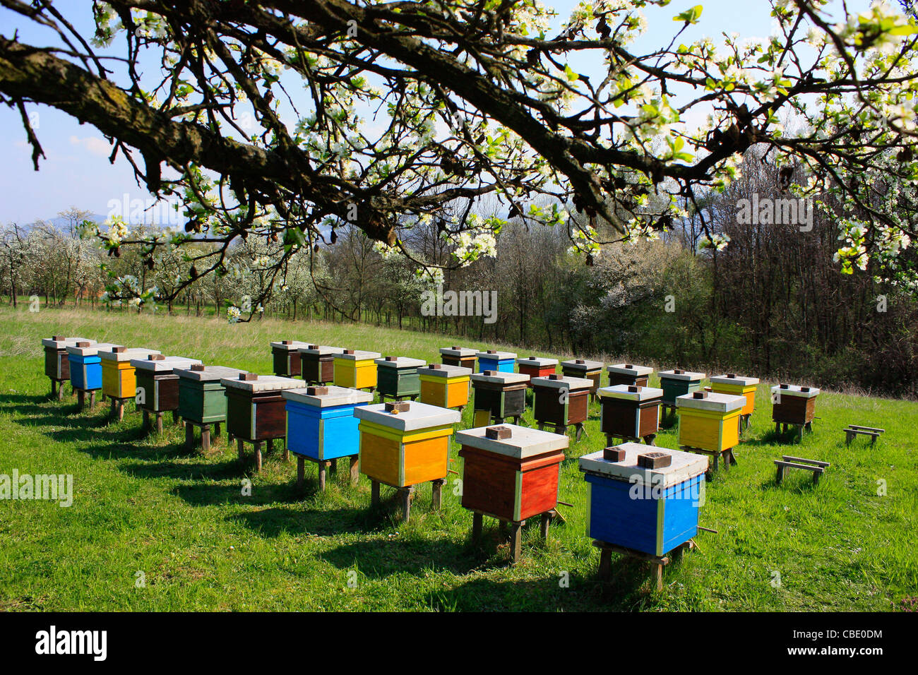 blossom, blue, branch, bud, day, flora, flower, green, leaf, life, low ...