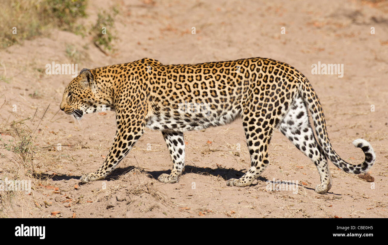 Leopard crossing a river hi-res stock photography and images - Alamy