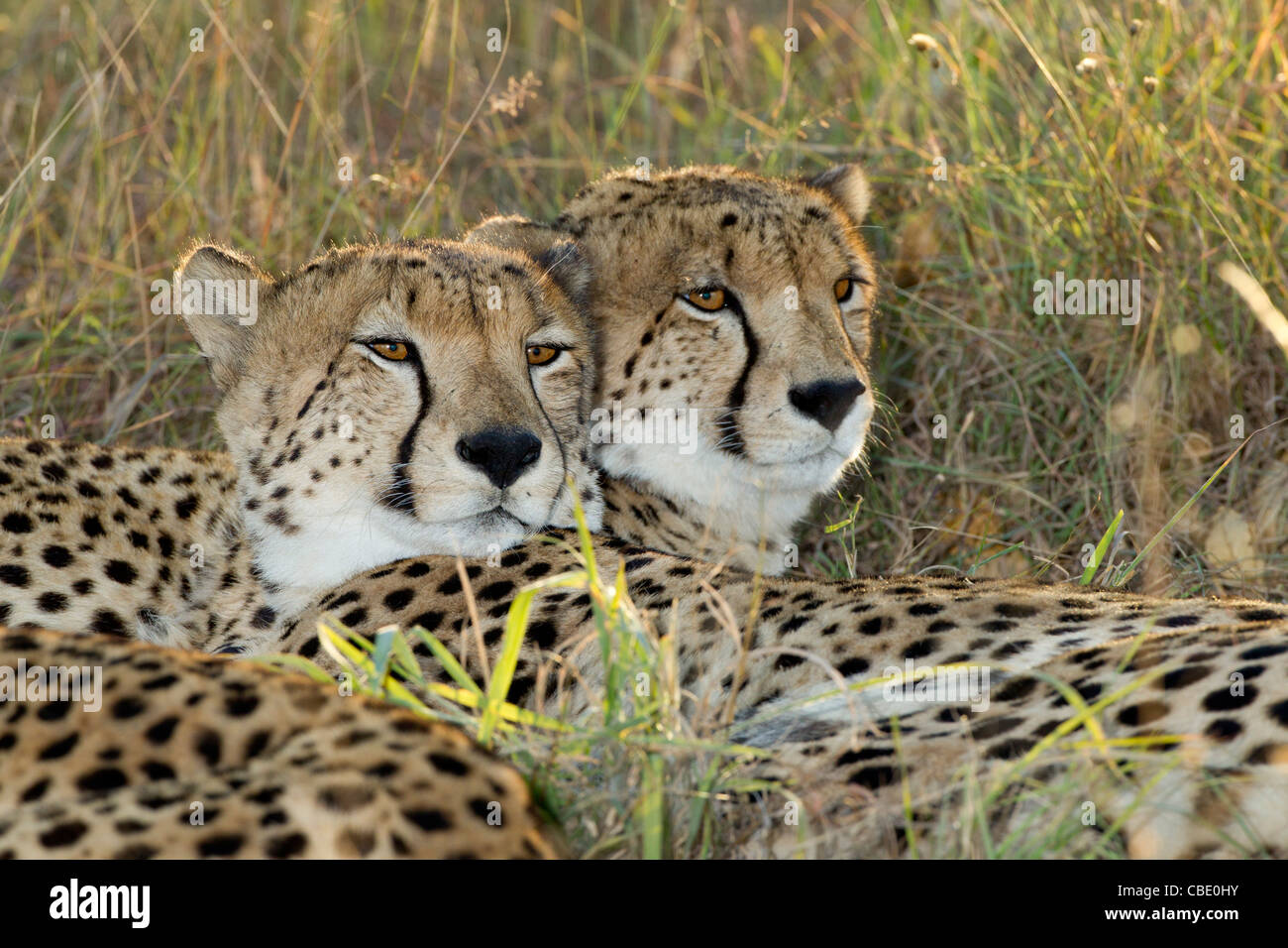 Cheetahs In Love