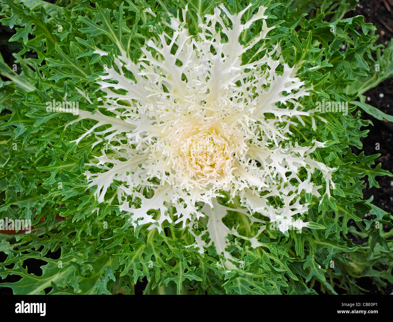 Frisee chicory hi-res stock photography and images - Alamy