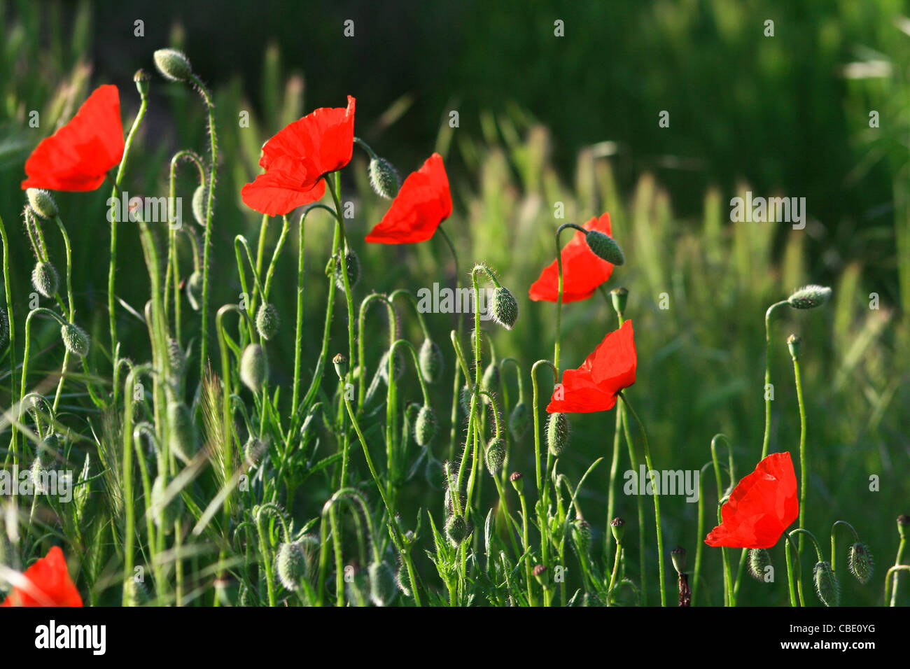 beauty, field, flower, grass, green, landscape, light, morning, nature ...