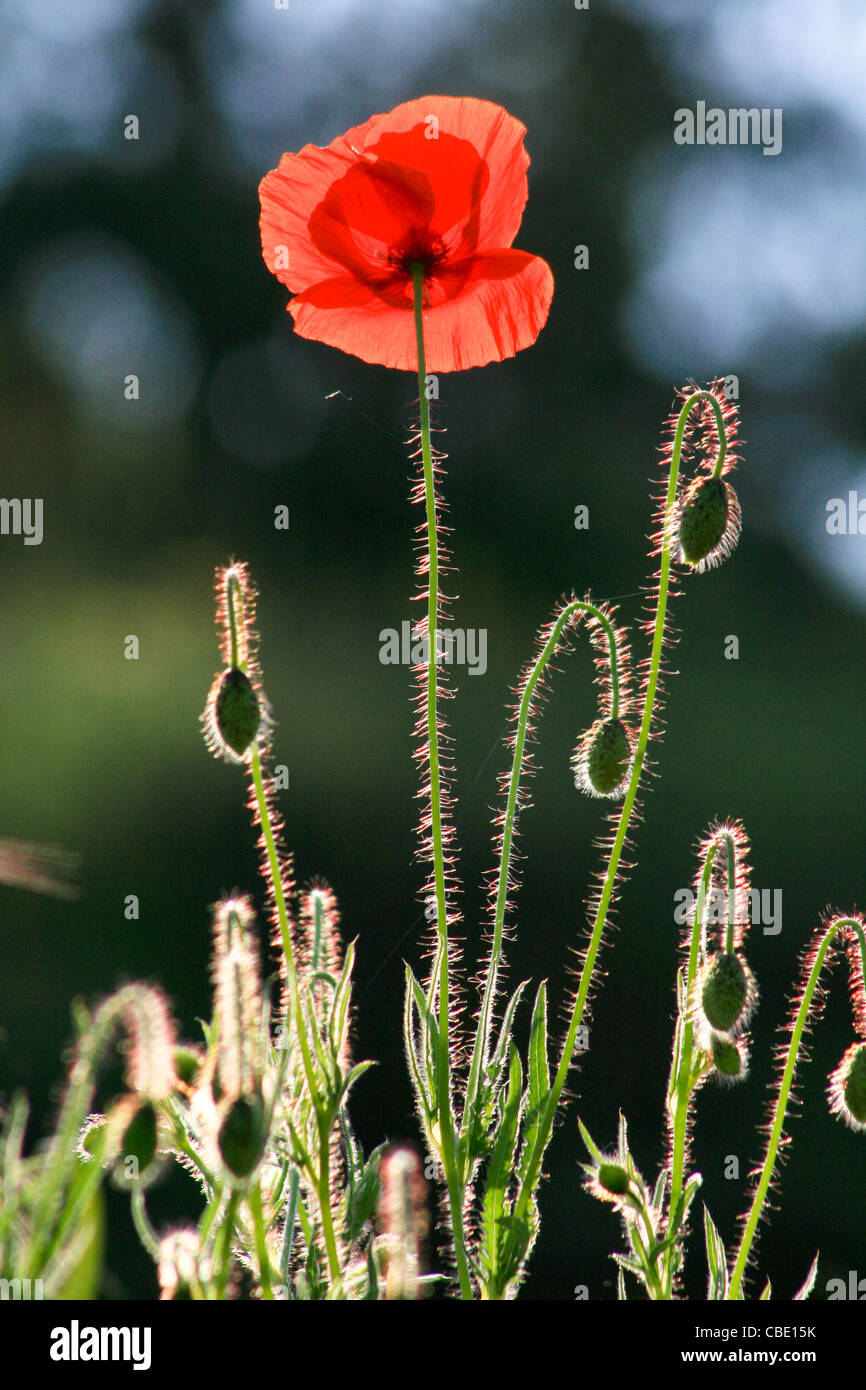 beauty, field, flower, grass, green, landscape, light, morning, nature ...