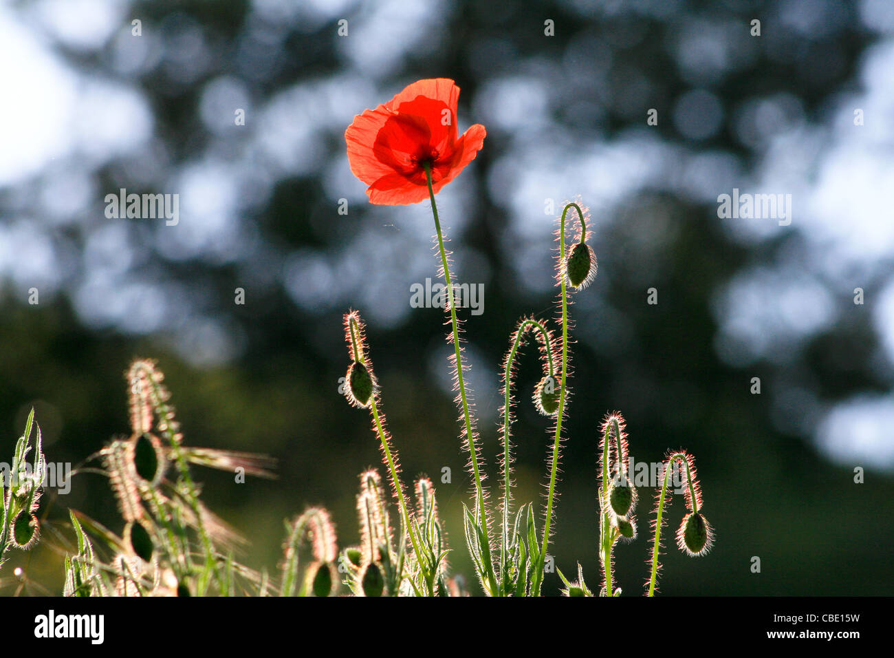 beauty, field, flower, grass, green, landscape, light, morning, nature ...
