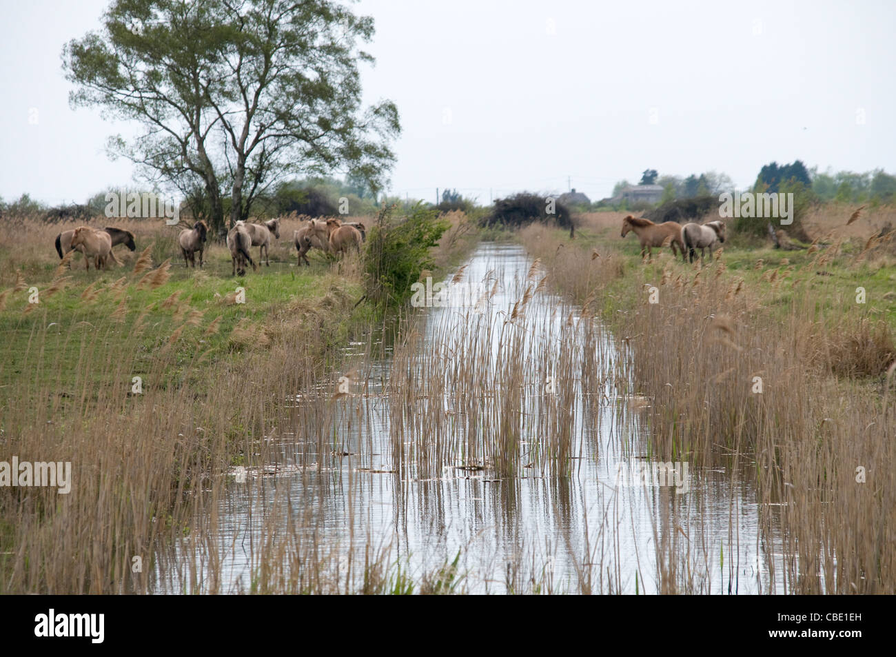 Fenland fields hi-res stock photography and images - Alamy